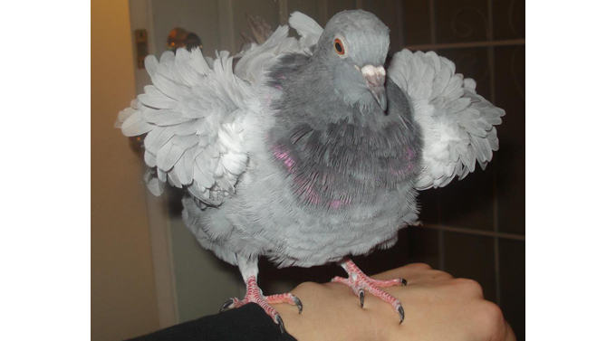 Poe the Pigeon & Karl the Kiwi Pins, Plushies, and Stationery! - BackerKit
