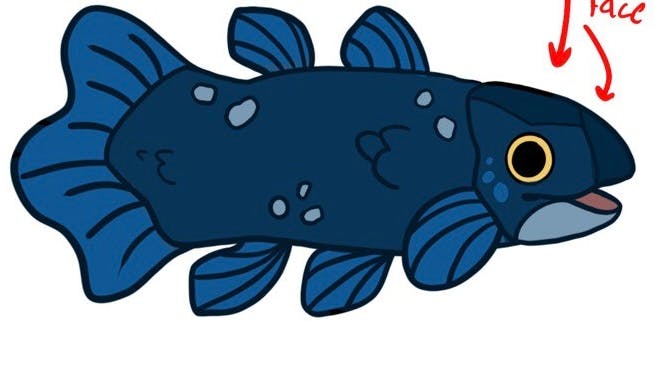 Pocket pals!! Weighted plush toys! Project Update: Coelacanth Design ...
